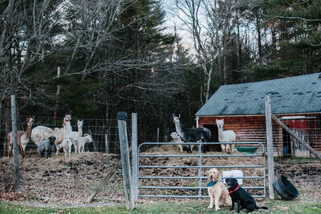 Grace and her pups: A lifestyle dog portrait session - themainetinker.com